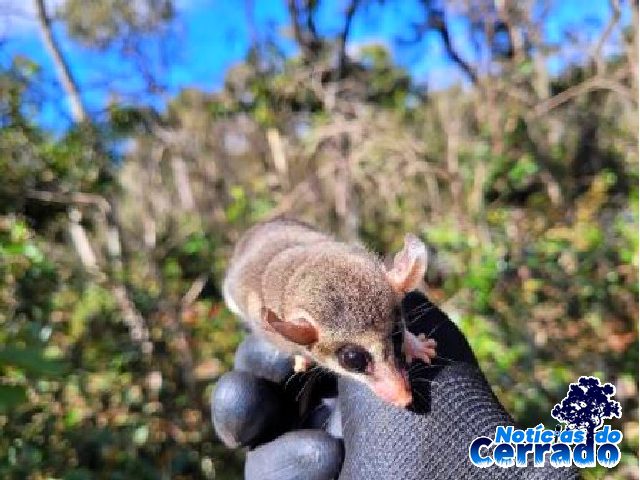 Cuíca-pequena e jararaca-caiçara passam a figurar entre as mais de 1,4 ...